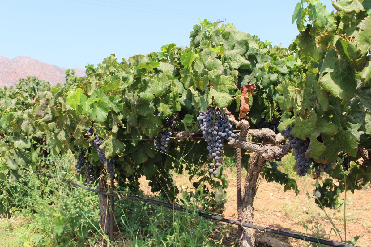 Greek Vineyards: Wine Experiences Worth Savoring - Eros+Psyche Travel